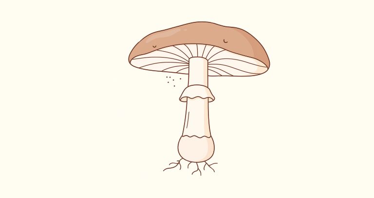 Partes de una seta - Turismo del Maestrazgo